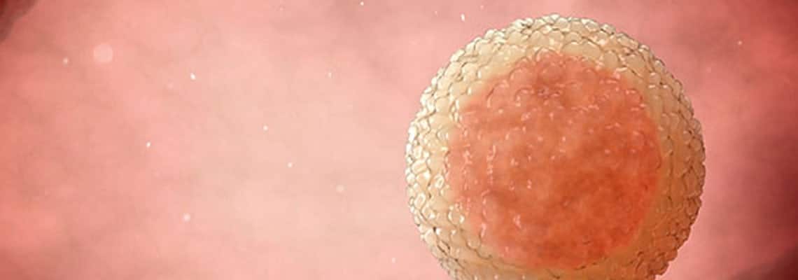 The Importance of Egg Count for Fertility - FertilityTips.com