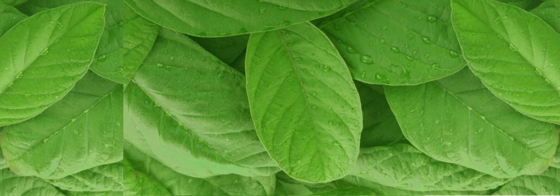 Guava Leaves and Fertility - Fertilitytips.com